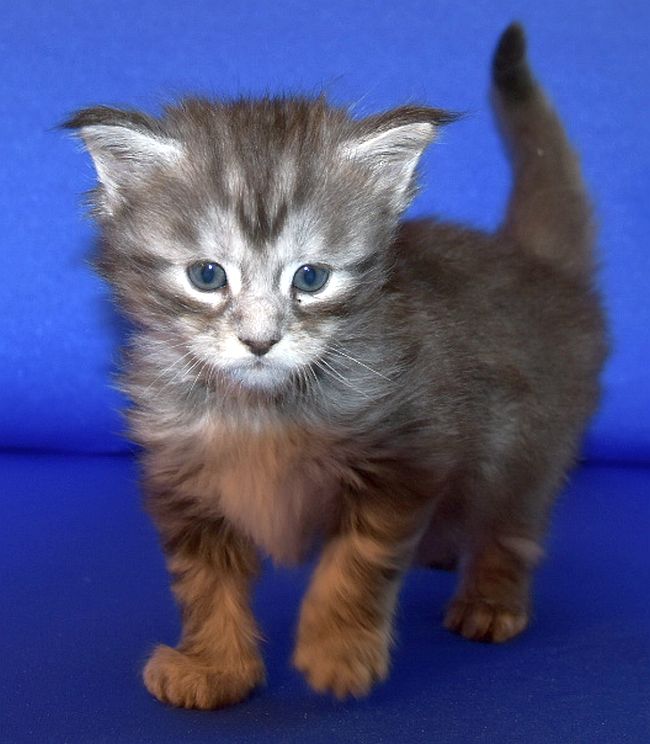 Bienvenue à Ch’Anne Chatterie de Cimiez ... Elevage familial de Maine ...